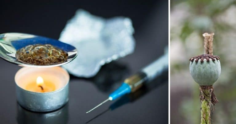 Opium Addiction: Signs, Causes, Dangers, Withdrawal Risks, Treatment ...
